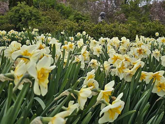 Daffodils blanket the ground in cheerful yellow waves that basically scream "spring has arrived, people!"