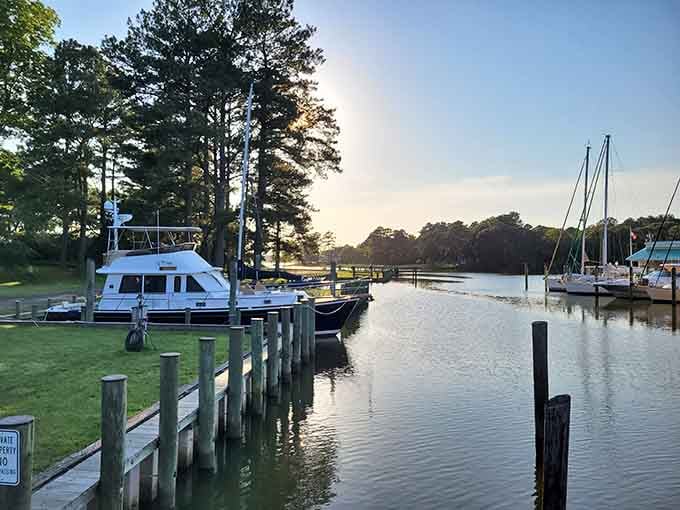 Golden hour at the marina transforms an already beautiful scene into something you'd frame and hang.