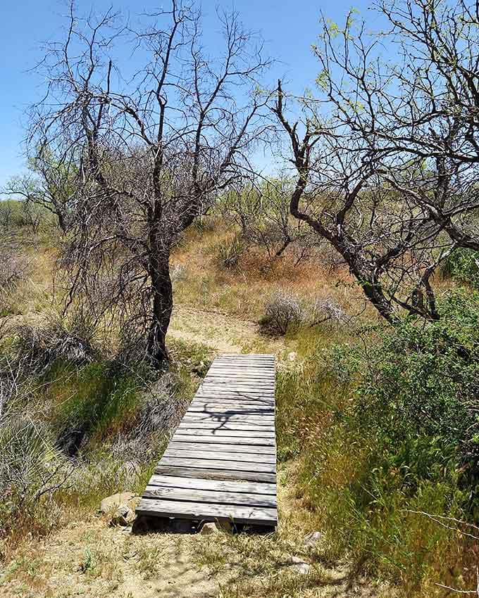 Wooden boardwalks guide you through delicate riparian areas where nature puts on its most intimate performances daily.