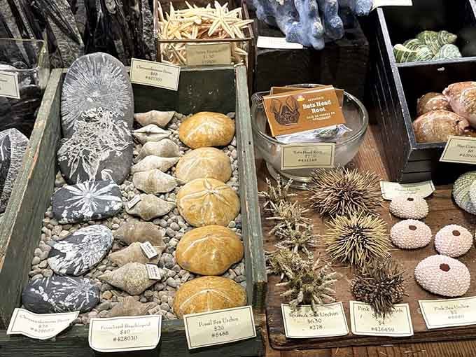 Sea urchins and shells transform into desktop treasures, bringing ocean memories to landlocked desks everywhere.