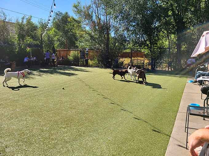 Dogs running free under sunny skies while their humans relax nearby is basically the Colorado dream.