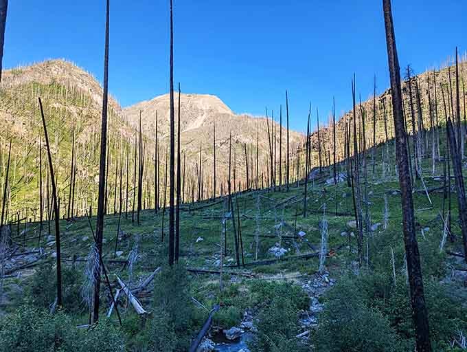 Fire-scarred trees stand sentinel over the springs, testament to nature's cycles of destruction and renewal in these mountains.