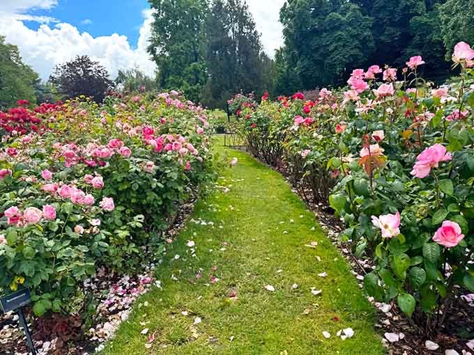 Pink roses line the grass pathway like they're welcoming you to the world's prettiest runway show.