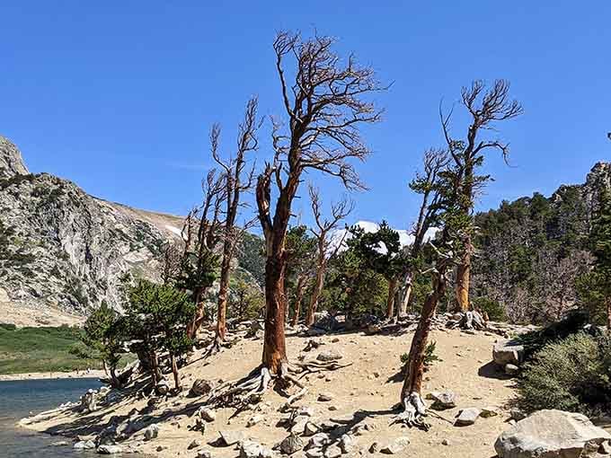 These weathered trees have seen more Colorado summers than most of us, standing sentinel by the alpine lake.