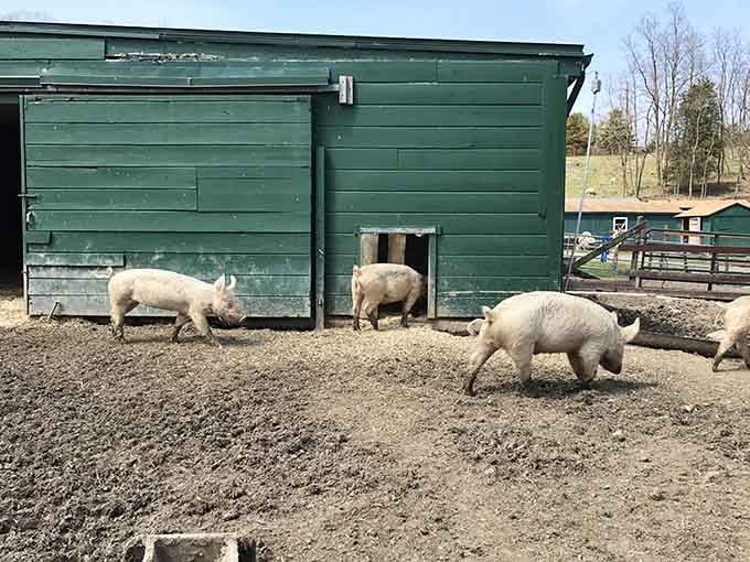 Rescued farm animals living their best lives, because sometimes the best attractions have four legs and personalities.