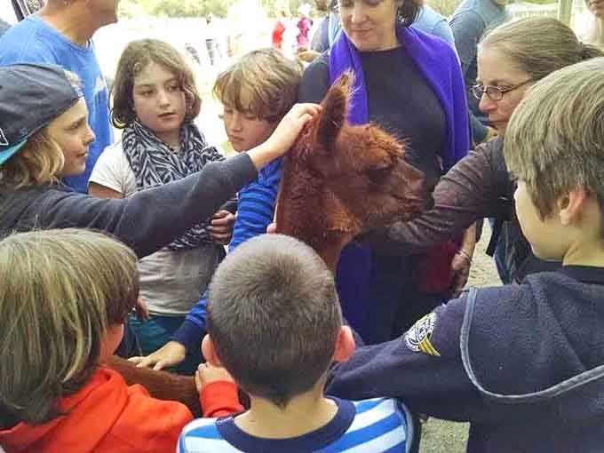 Group alpaca appreciation sessions prove that joy is absolutely contagious, especially when fleece is this soft and inviting.