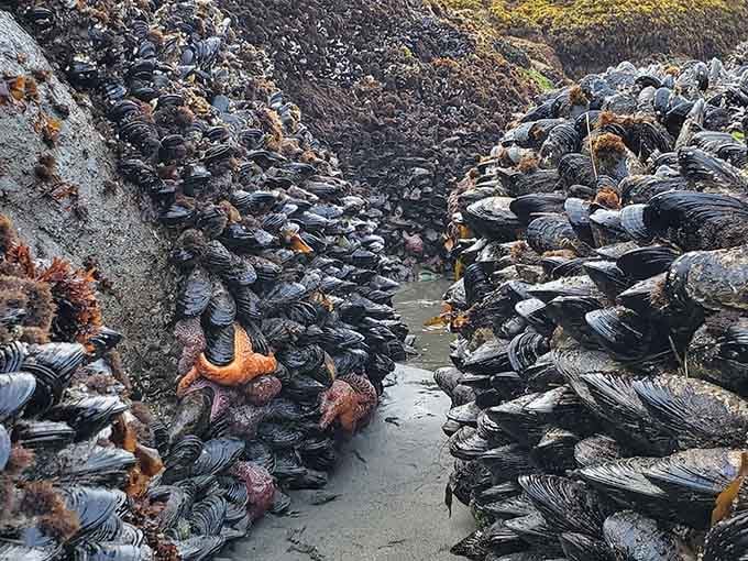 Tide pools packed with mussels and sea stars offer a glimpse into the Pacific's bustling underwater neighborhood.