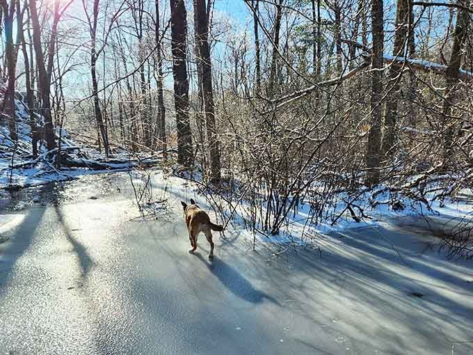 Winter hiking here means pristine trails, crisp air, and dogs who think snow was invented for them.