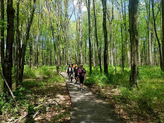 Hikers on the boardwalk discovering that New Jersey wilderness is real, abundant, and surprisingly close to home.