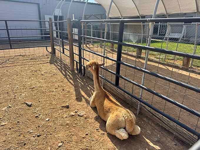 This lounging alpaca has achieved a level of relaxation that most humans spend thousands on yoga retreats trying to find.