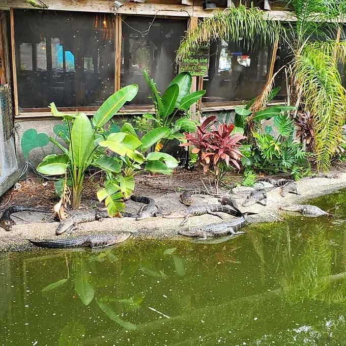 Multiple alligators lounging poolside like they're on permanent vacation, which honestly, they kind of are.