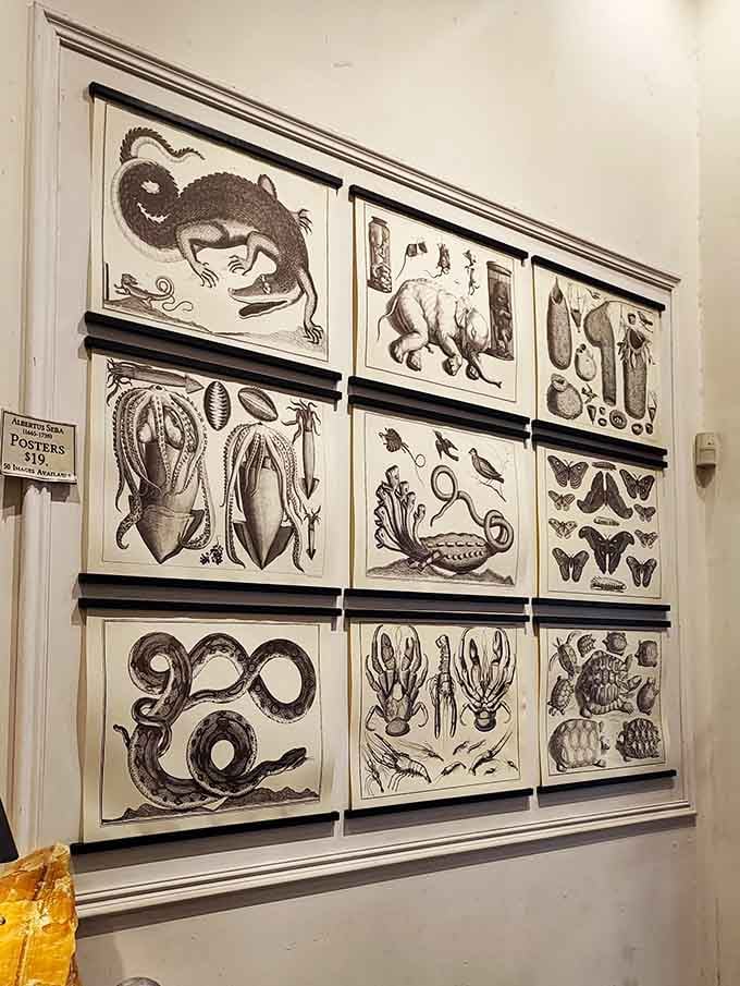 Vintage scientific illustrations that belong in a Victorian naturalist's study, now available for your modern walls.