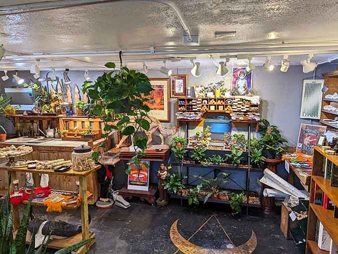 Houseplants meet natural history in this corner where life and scientific curiosity grow together in perfect harmony.