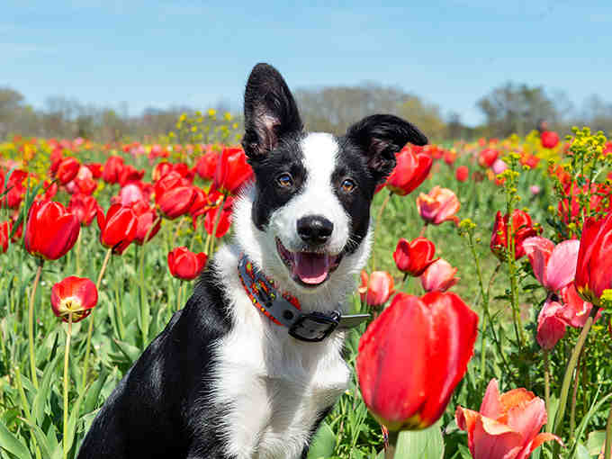 Even the dogs get to enjoy the tulip fields, though they're probably more interested in the farm smells.