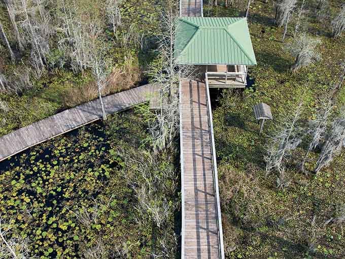Grand Bay's elevated boardwalk lets you explore wetlands without getting your feet wet or encountering anything too bitey.