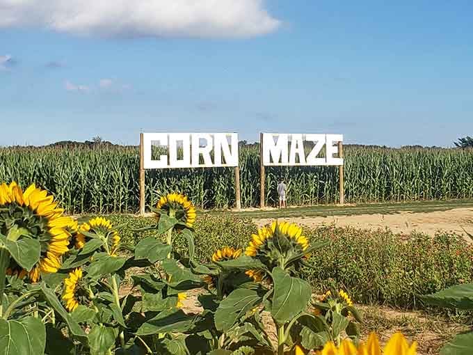 The corn maze sign that promises you'll either find your way out or become one with the stalks.