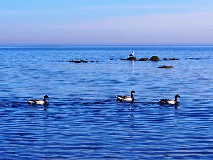 Even the waterfowl appreciate a quiet beach where they can paddle around without dodging inflatable pool toys constantly.