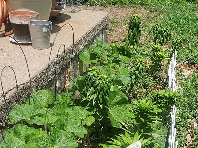 Even the garden outside reflects the colorful creativity that defines this unique attraction and its welcoming, artistic atmosphere.