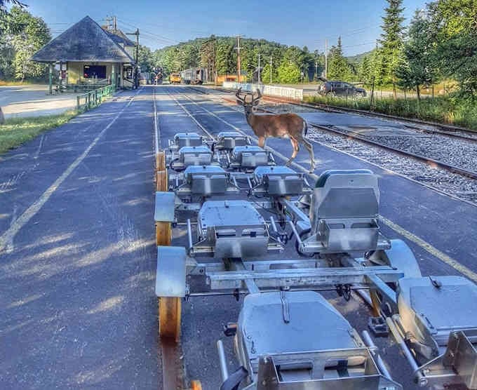 Wildlife encounters add unexpected magic when deer casually photobomb your scenic railroad journey through the Adirondacks.