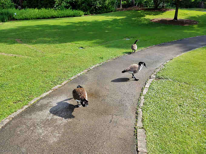 Canadian geese claiming the pathways like they own the place, because in fairness, they kind of do.