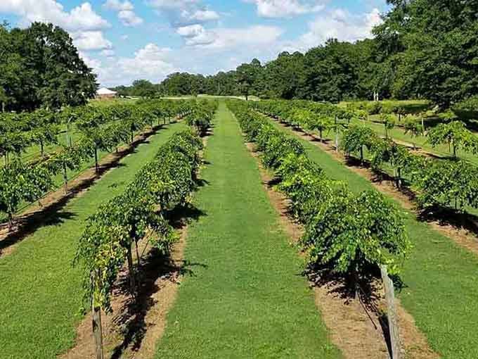 Georgia vineyards proving that wine country isn't just California's thing, despite what those smug sommeliers might say.