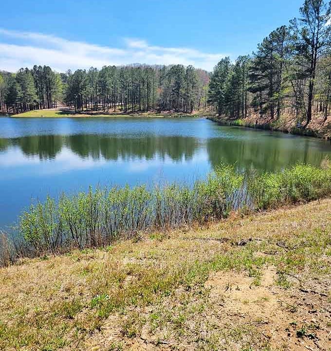 Serene waters surrounded by forest offer the kind of natural beauty that makes you forget your phone exists.