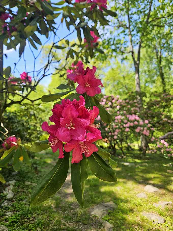Rhododendron blooms explode with color so vibrant they make your garden center purchases look downright timid.