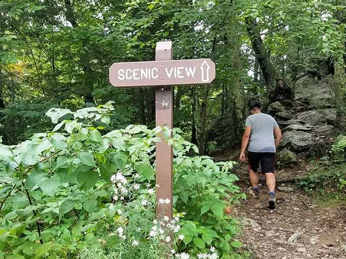 That "Scenic View" sign isn't lying, and following it leads to vistas worth every uphill step.