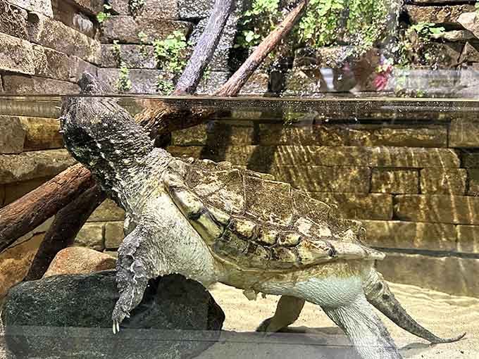 The alligator snapping turtle looks prehistoric because it basically is, and it knows more about patience than any of us.