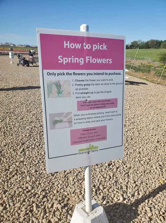 Clear instructions guide first-time flower pickers through the process, because even tulips deserve to be harvested with proper technique.
