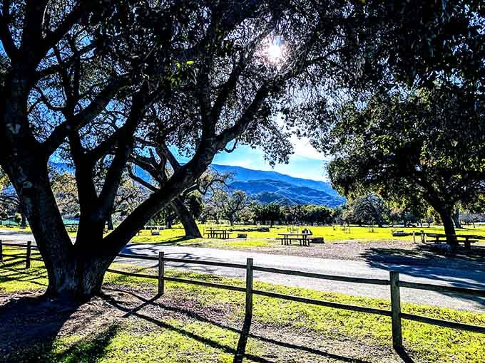 Picnic tables rest beneath sprawling oaks at Cachuma, offering shade and serenity that money simply cannot buy anywhere.