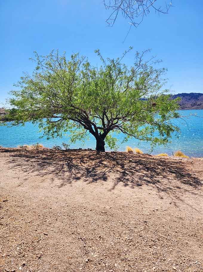 One tree, infinite shade, and a lakeside view that makes you reconsider your entire life plan.