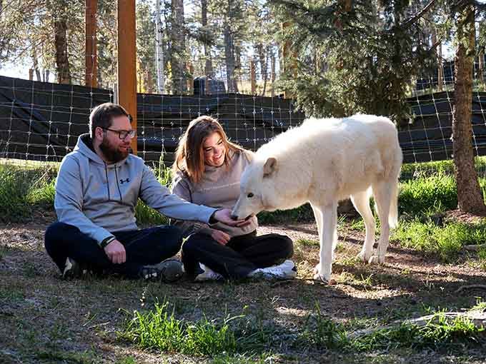 That Arctic wolf's gentle approach proves that stereotypes about big bad wolves need serious reconsideration and rewriting.