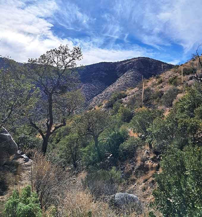 The trail winds through classic Arizona terrain, where every plant earned its place stubbornly.