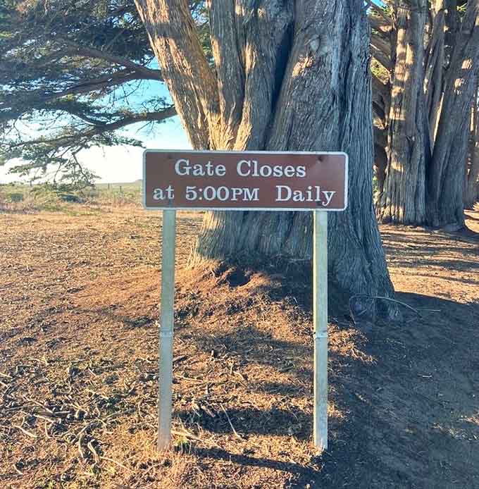 Five o'clock closing means you've got all day to perfect your tree tunnel photography skills.