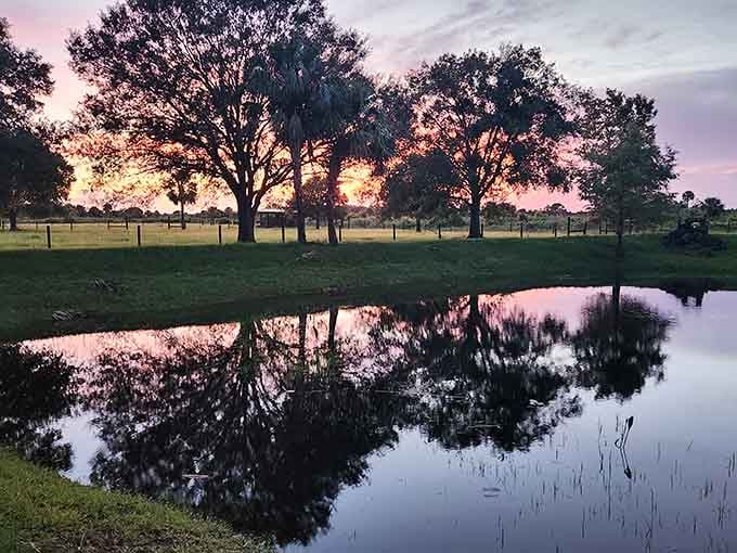 The pond reflects pink skies like nature's own mirror, creating twice the beauty for absolutely no extra charge.