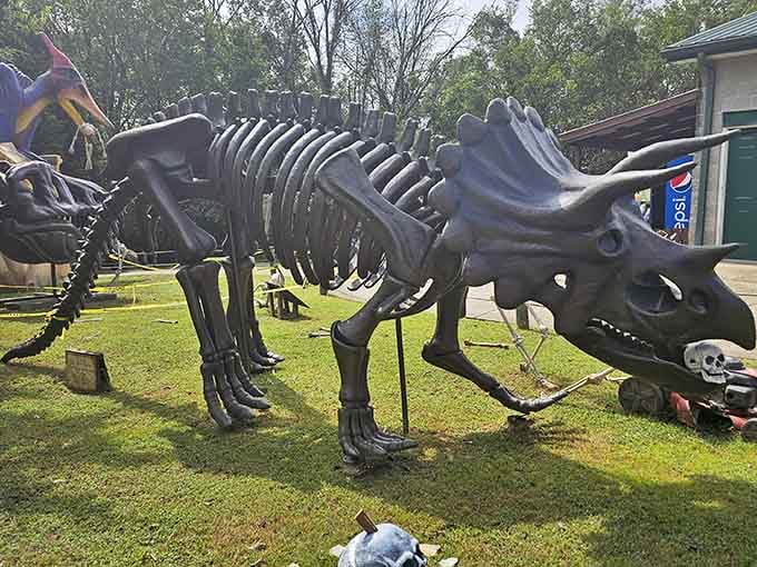 A Triceratops skeleton proving that even without the skin and muscle, these creatures remain absolutely magnificent and slightly intimidating.