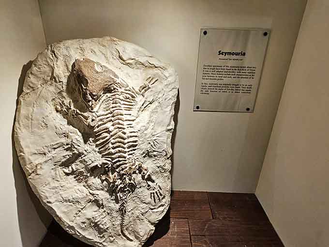 Real fossils inside the museum remind you these weren't just movie monsters, they actually walked this same planet we're standing on.