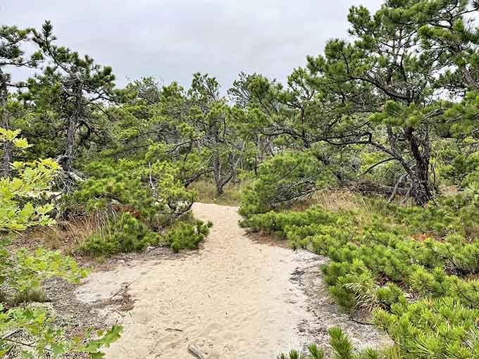 Sandy paths through scrubby pines offer the last shade you'll see before entering the desert zone.
