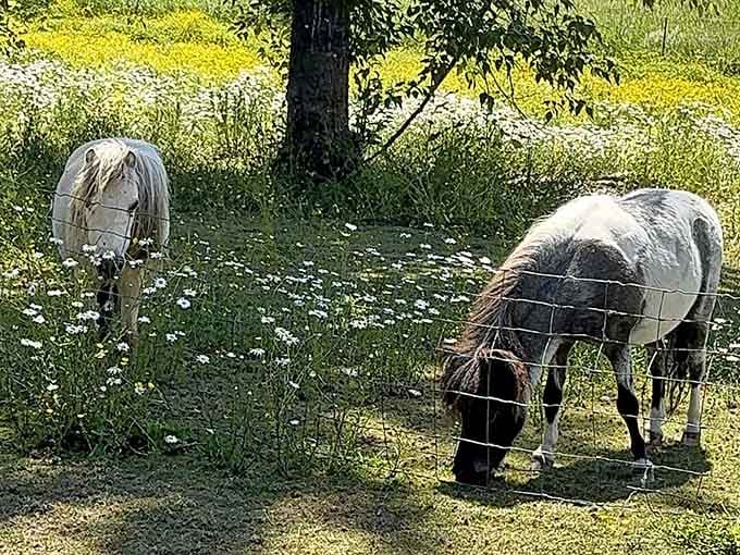 Plot twist: the ranch also features miniature horses, because apparently regular-sized animals are just too mainstream here.
