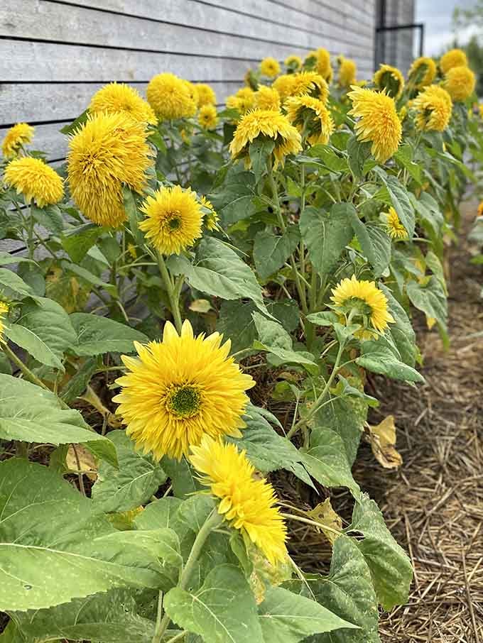 Sunflowers standing at attention like they're welcoming you to the happiest corner of Northern Michigan.