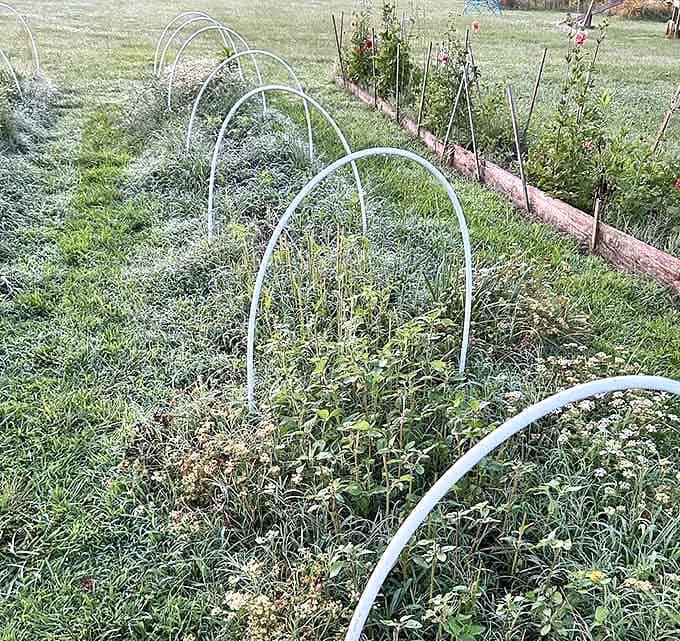 Arched plant supports create geometric patterns across the fields, functional infrastructure that somehow looks downright artistic.