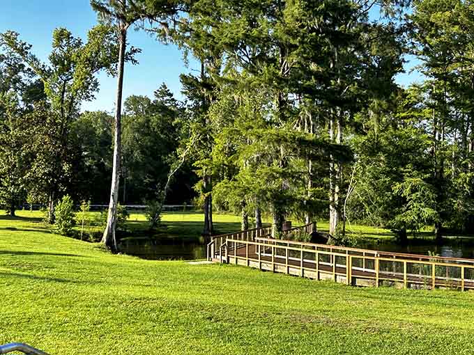 Wooden boardwalks wind through the park's lush landscape, proving Florida has more than just palm trees and beaches.