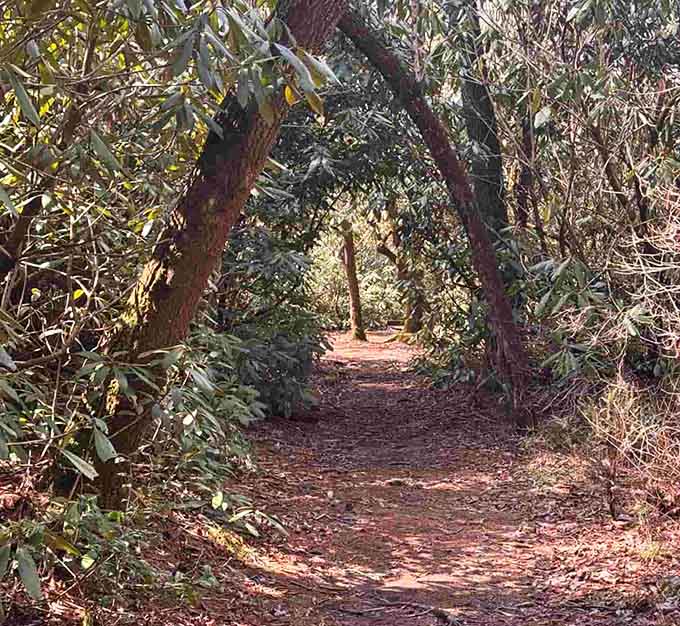 Walking through this natural archway feels like entering Narnia, except with better weather and no talking lions.