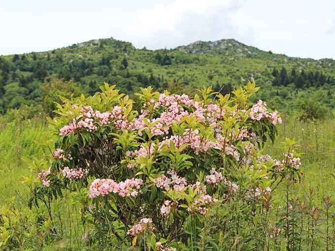 Mountain laurel blooming pink against green hills, proving spring knows how to make an entrance here.
