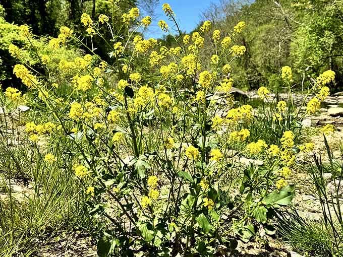 Wildflowers blooming along the riverbank add pops of color that would make any garden center green with envy.