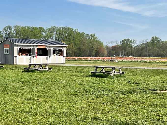 Picnic tables overlook the fields, offering front-row seats to nature's show without requiring you to actually sit on the ground.