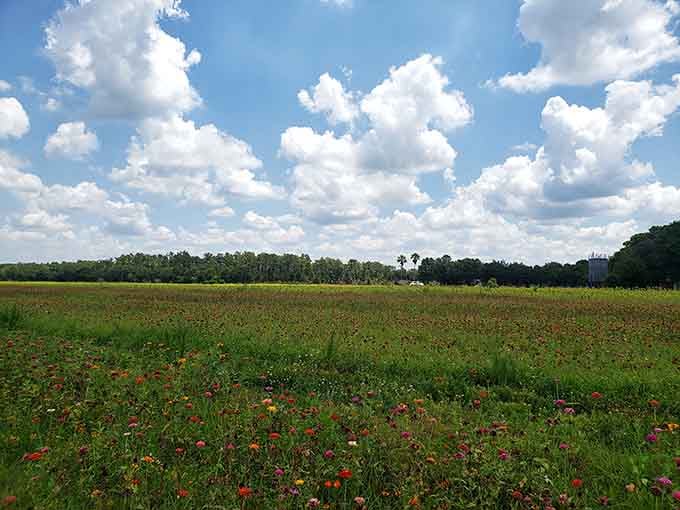 Wide open farmland proving Florida has more to offer than just coastline and theme park lines.