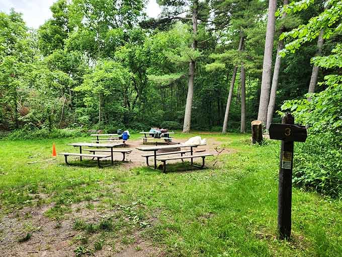 Peaceful picnic spots nestle among towering trees, perfect for sandwiches and contemplating the meaning of ancient rocks.