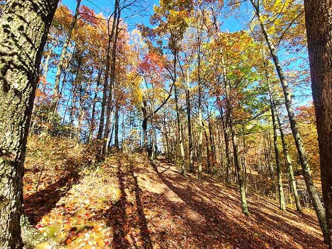 Sunlight filtering through these trees creates the kind of lighting Instagram filters try desperately to replicate.